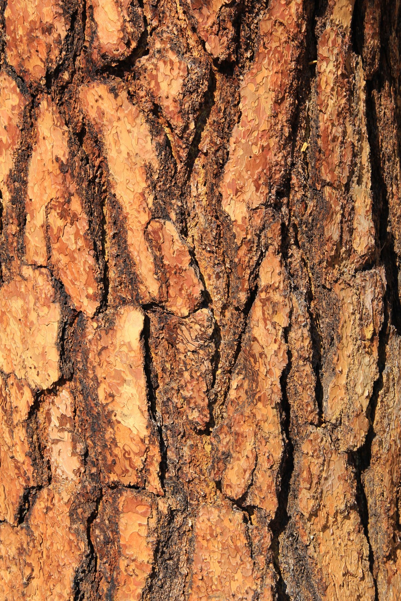 bark texture wood large rough red wood outside california - Texture X