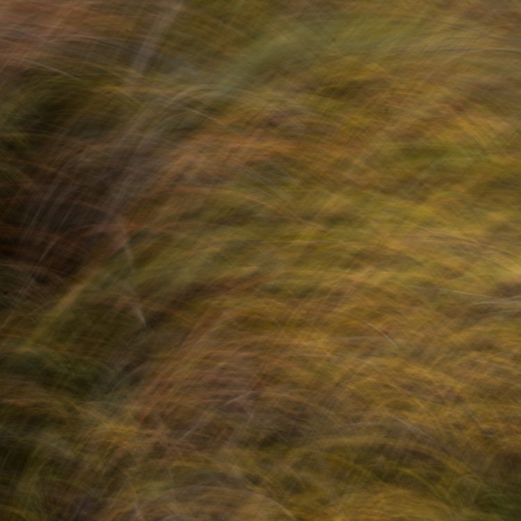 blur texture fuzzy forest movement trees long exposure photo - Texture X
