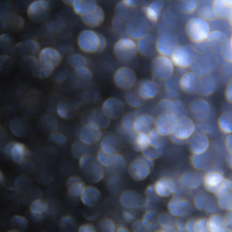 blur texture fuzzy forest movement trees long exposure photo - Texture X