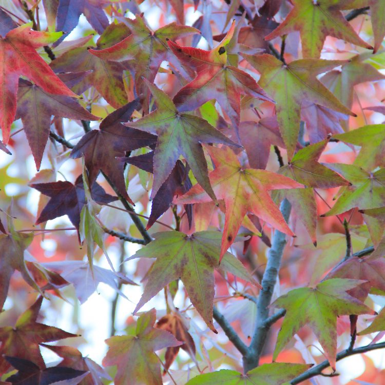Tree texture Fall Colors Leaf Orange Autumn - Texture X