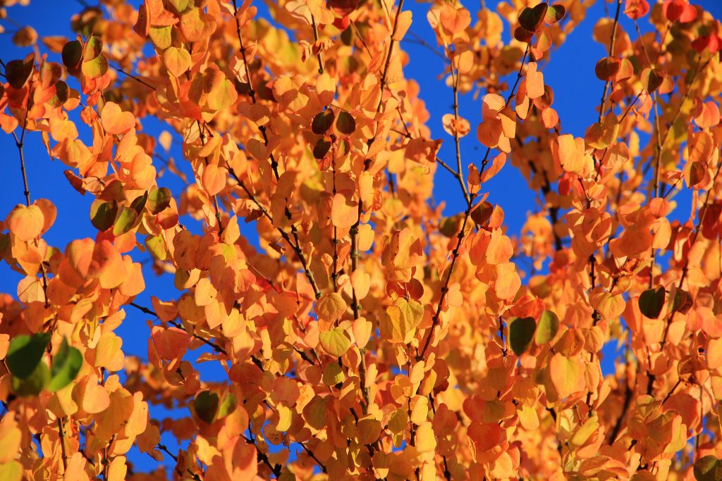 natural tree texture Fall Colors Leaf Orange Autumn Green - Texture X