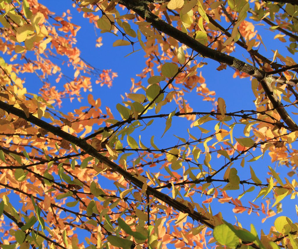 nature texture fall tree branch Green Colors Leaf Orange Autumn - Texture X