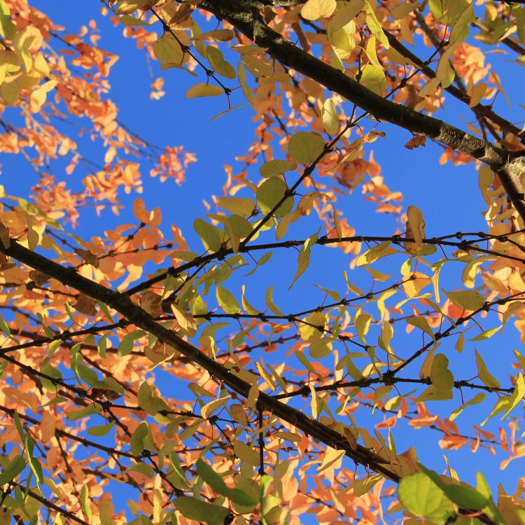 pond scum texture stock image brown green gross slimy organic growth ...