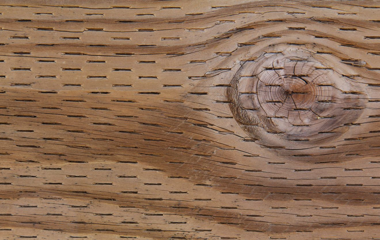 pressure treated wood texture grain hole pattern stock photo - Texture X