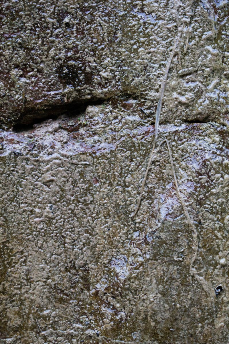 rock texture wet slime ugly grunge dirty cracked wall photo - Texture X