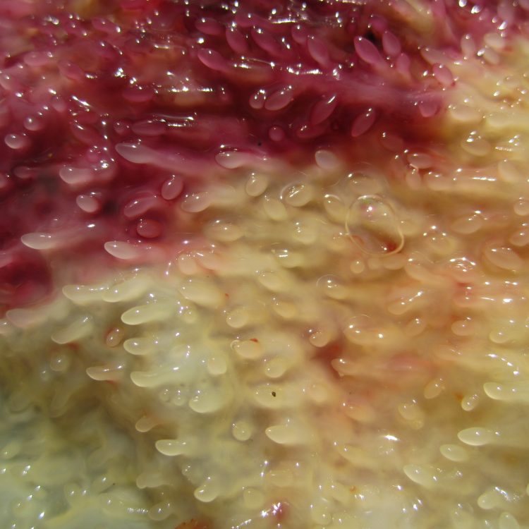 pond scum texture stock image brown green gross slimy organic growth ...