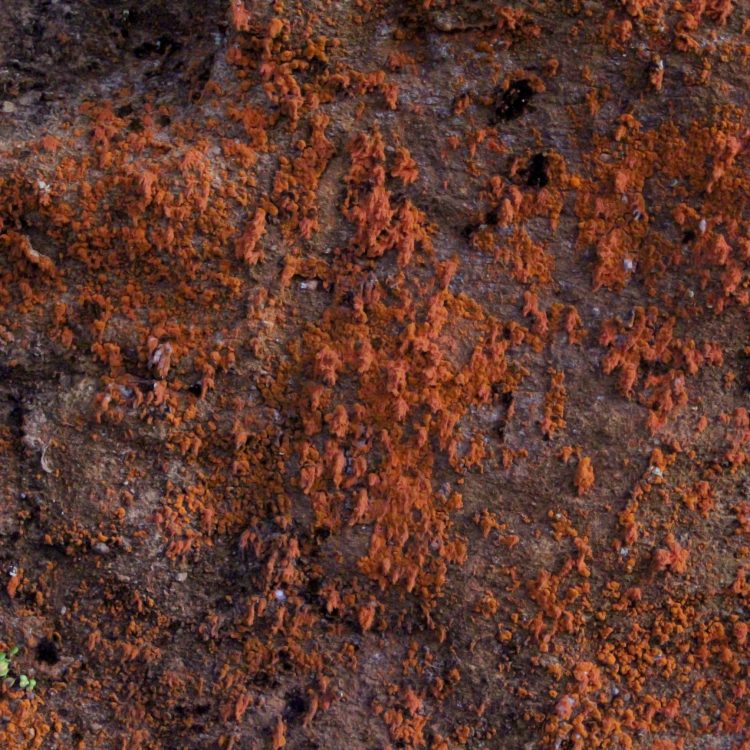 Texturex Concrete Lime Deposit Alien Landscape Texture - Texture X