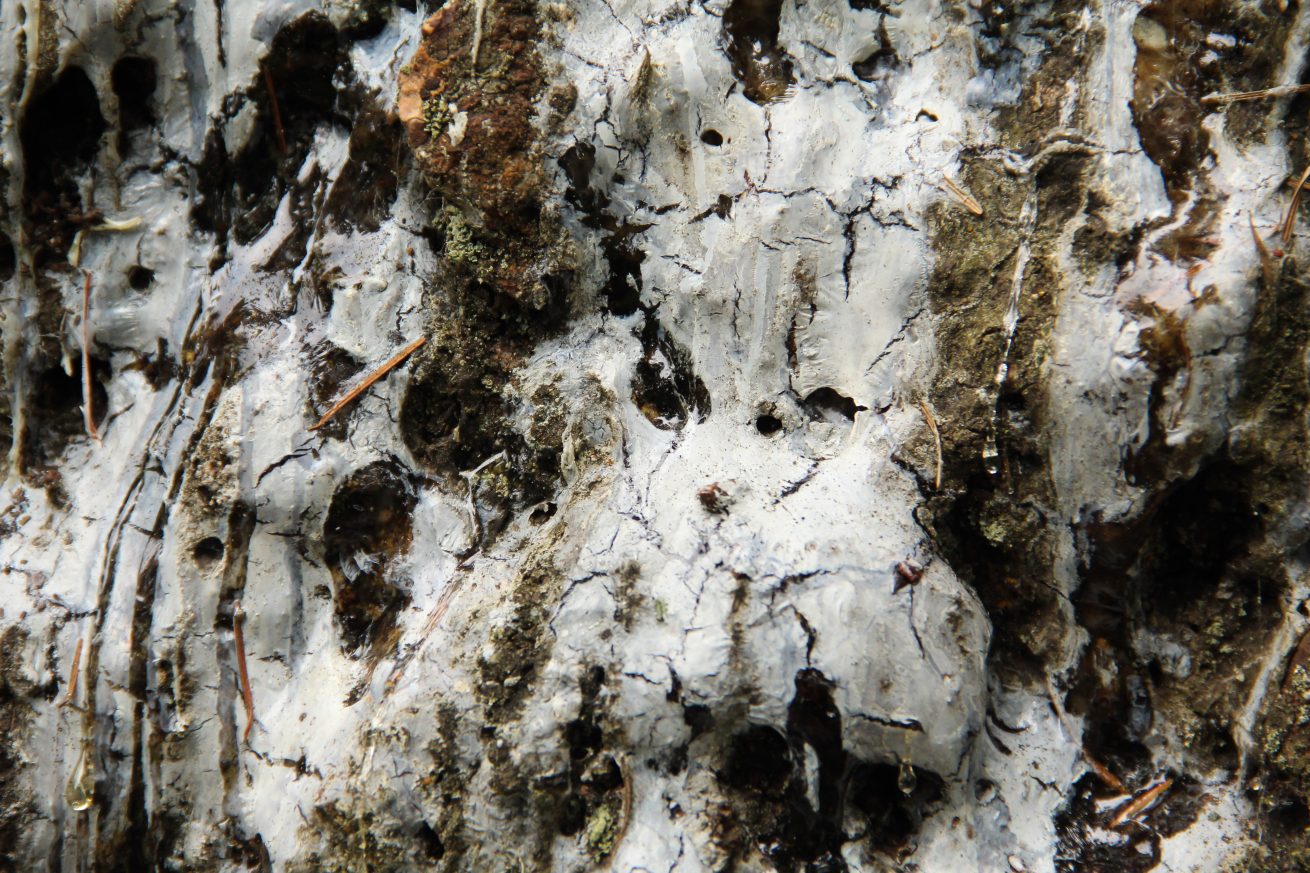 tree sap texture grunge stock image organic white dried - Texture X