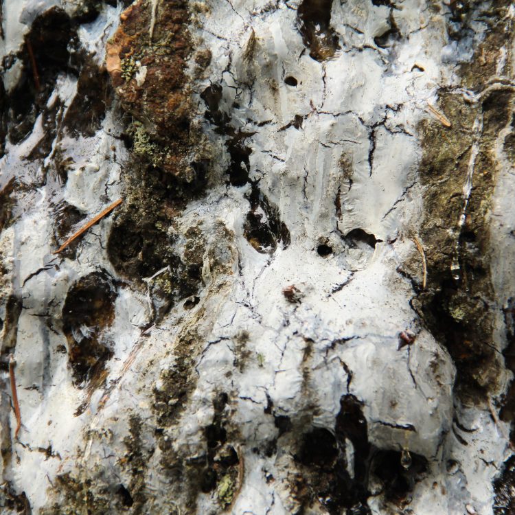 pond scum texture stock image brown green gross slimy organic growth ...