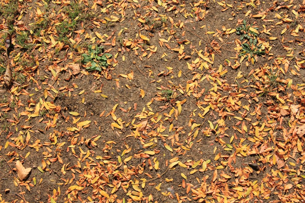 Ground outside dirt with orange leaves - Texture X