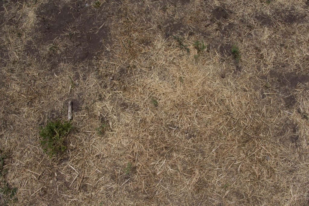 Ground outside exterior bushes - Texture X