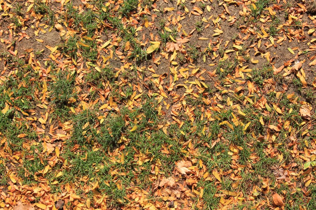 Ground texture orange leaves with green grass - Texture X