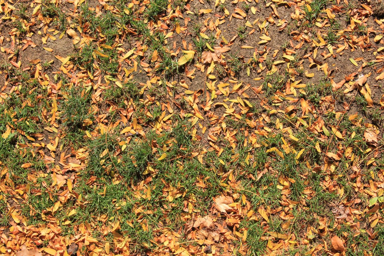 Ground texture orange leaves with green grass - Texture X